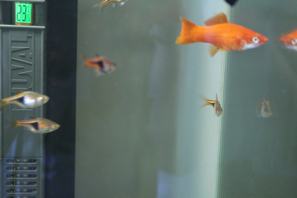 10 easy steps to setting up your own aquarium! – The Whayve